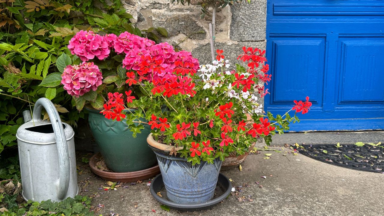 8 drought-tolerant plants for front garden pots that barely need ...