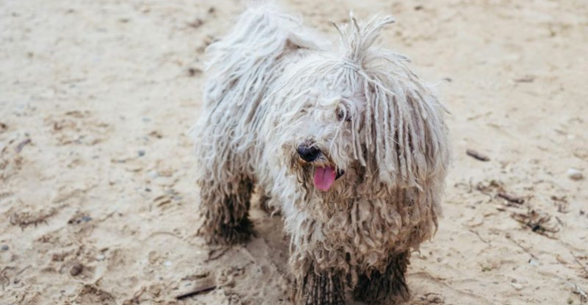 13 dramatic-looking dog breeds that make stormy weather look natural