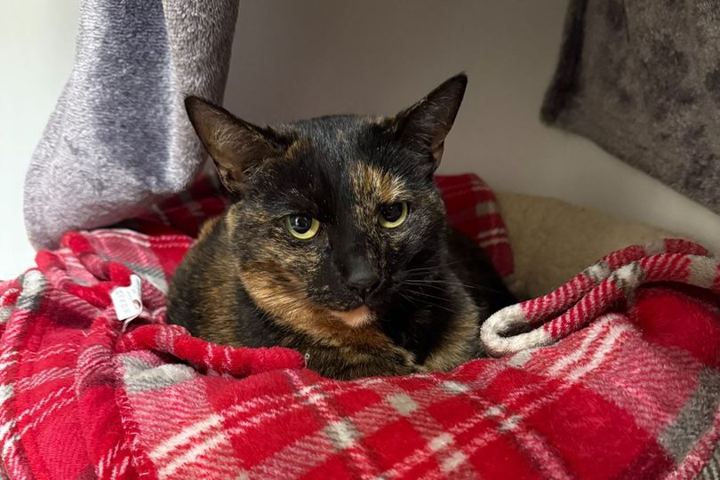 Abandoned cat saved by homeless man still searching for home a year later