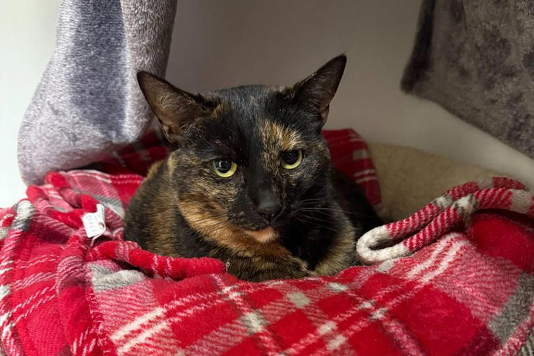 Abandoned cat saved by homeless man still searching for home a year later