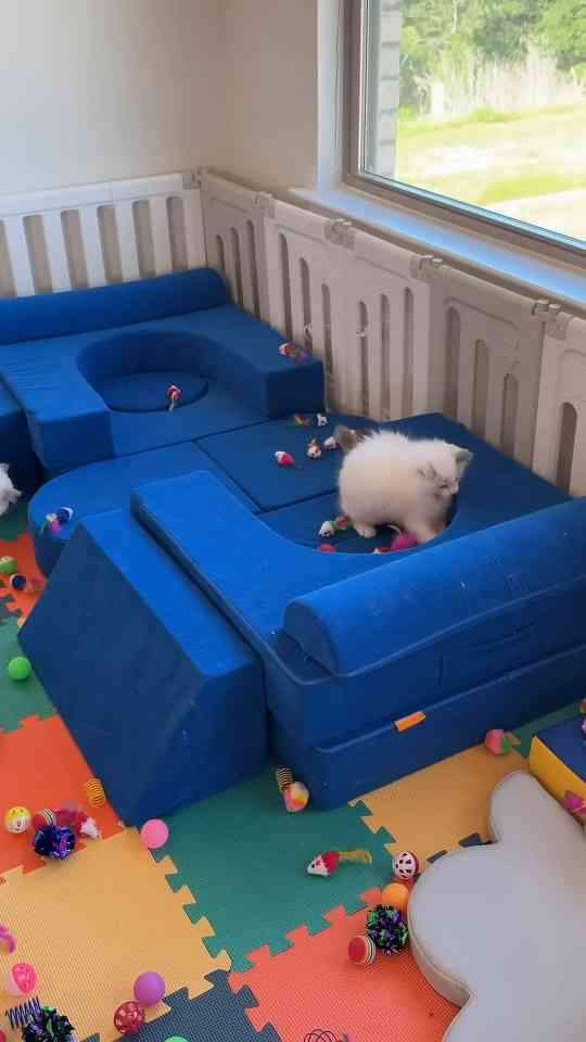 A new enrichment activity for the kittens