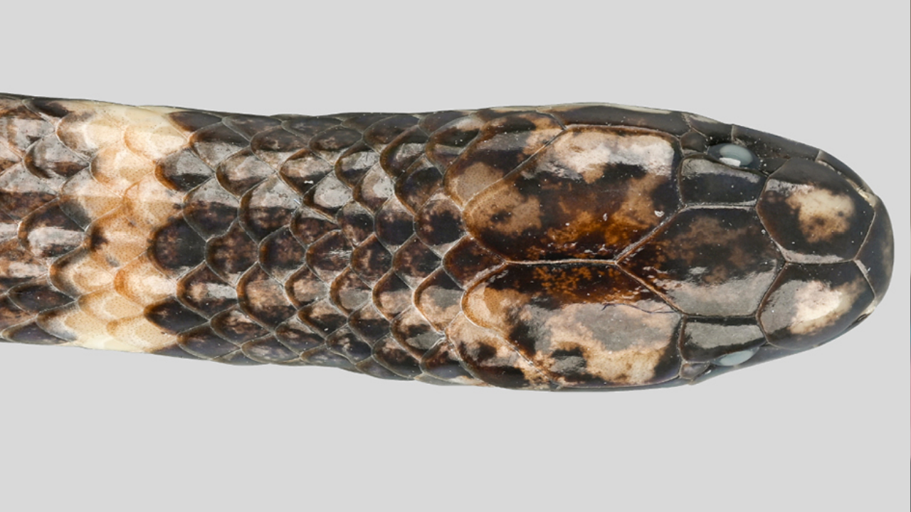Meet Calmaria incredibilis: The two-headed snake from China that fooled ...
