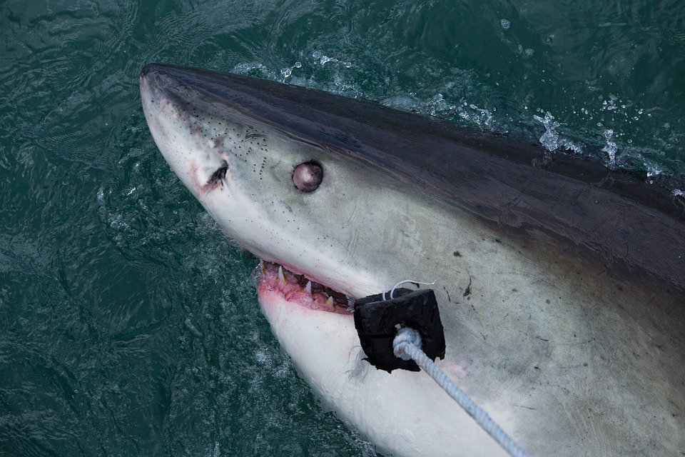 Teen's 20-meter swim for survival: Shark attack victim defies the odds