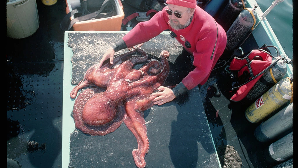 Newly named deep-sea octopus challenges family classification