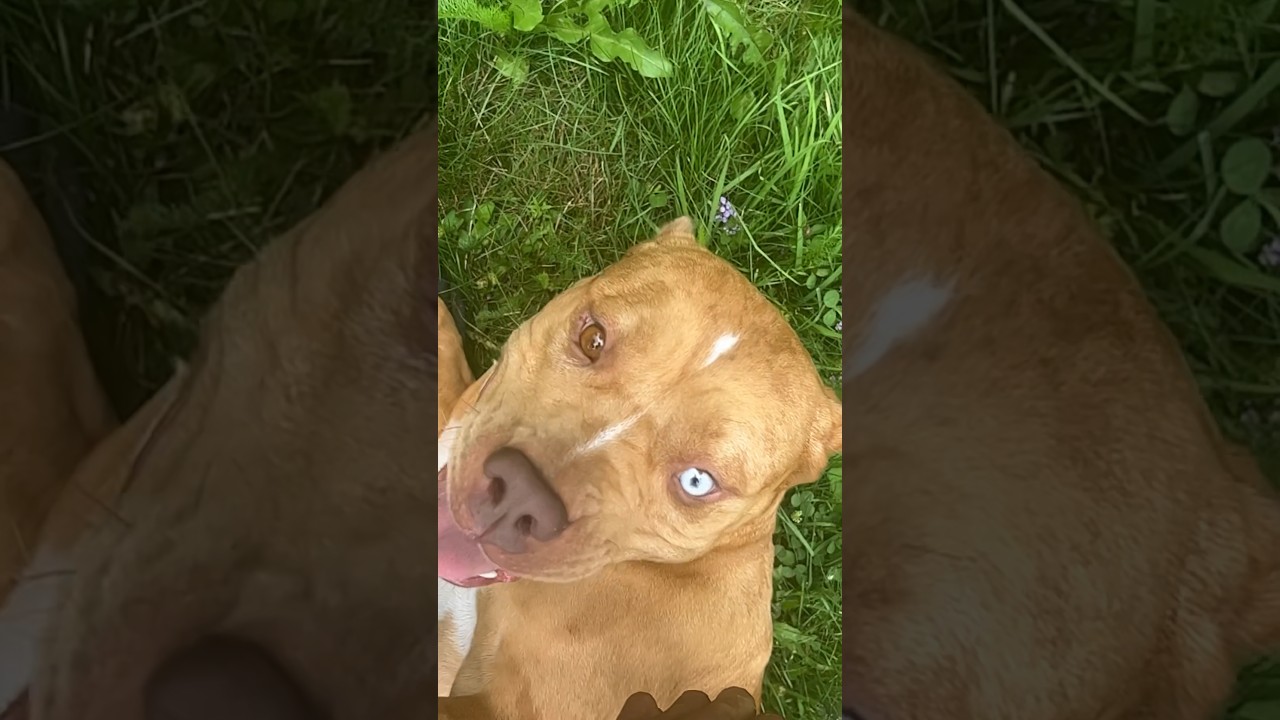 This pitbull has unusually intense eyes