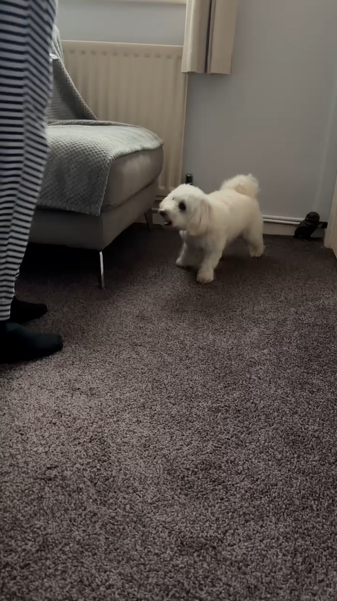 Pup’s playful spins steal the spotlight