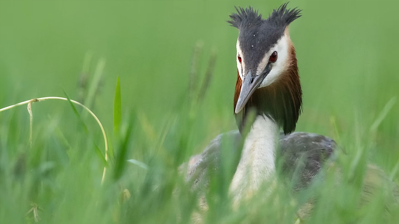 Eye level wildlife photography in a flooded meadow