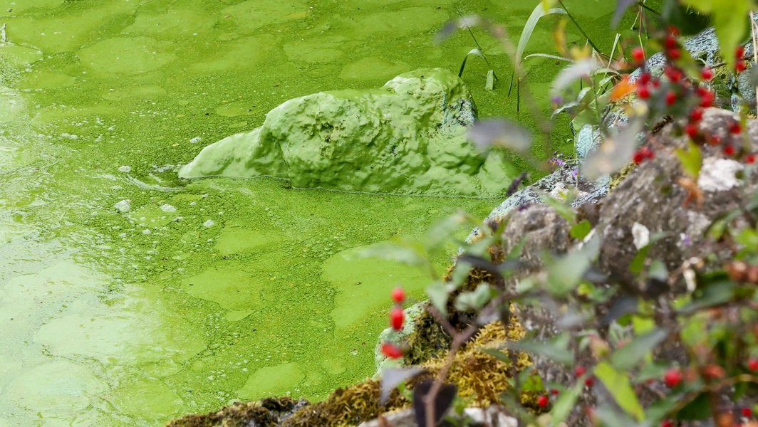 Algae-covered snake video sparks debate on water health