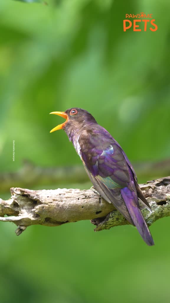 Rare violet cuckoo captivates viewers with mesmerising song