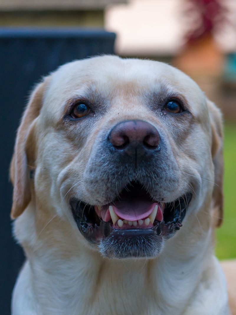 These 10 dogs can gain weight fast after neutering without the right ...