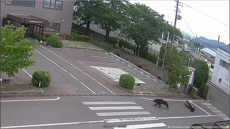 Japan: Bear rampage injures 4 in Fukushima