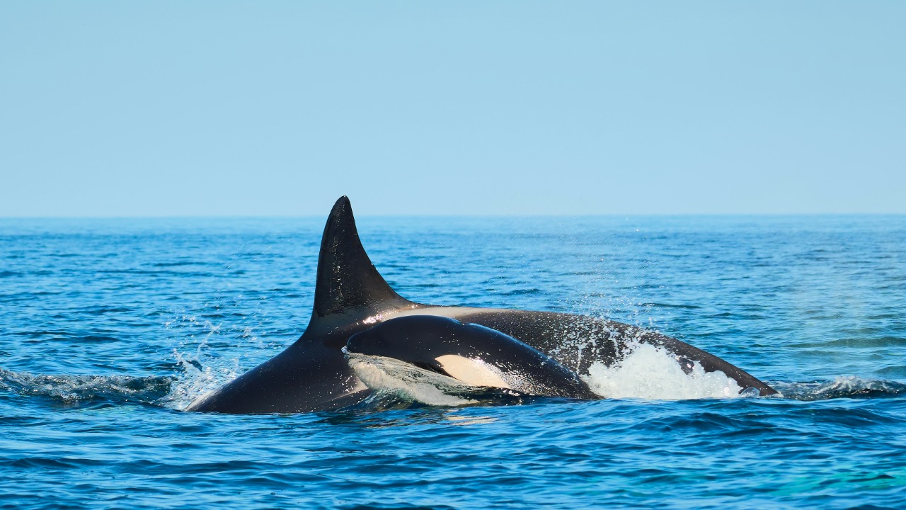 Killer whales were just caught on camera hunting whale sharks in open ...