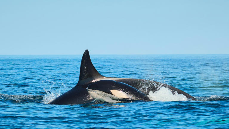 Killer whales were just caught on camera hunting whale sharks in open ...