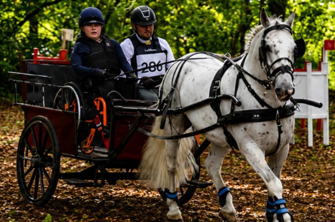 Horse Week: Successful day of competition at Waringstown ODE for NICDA ...