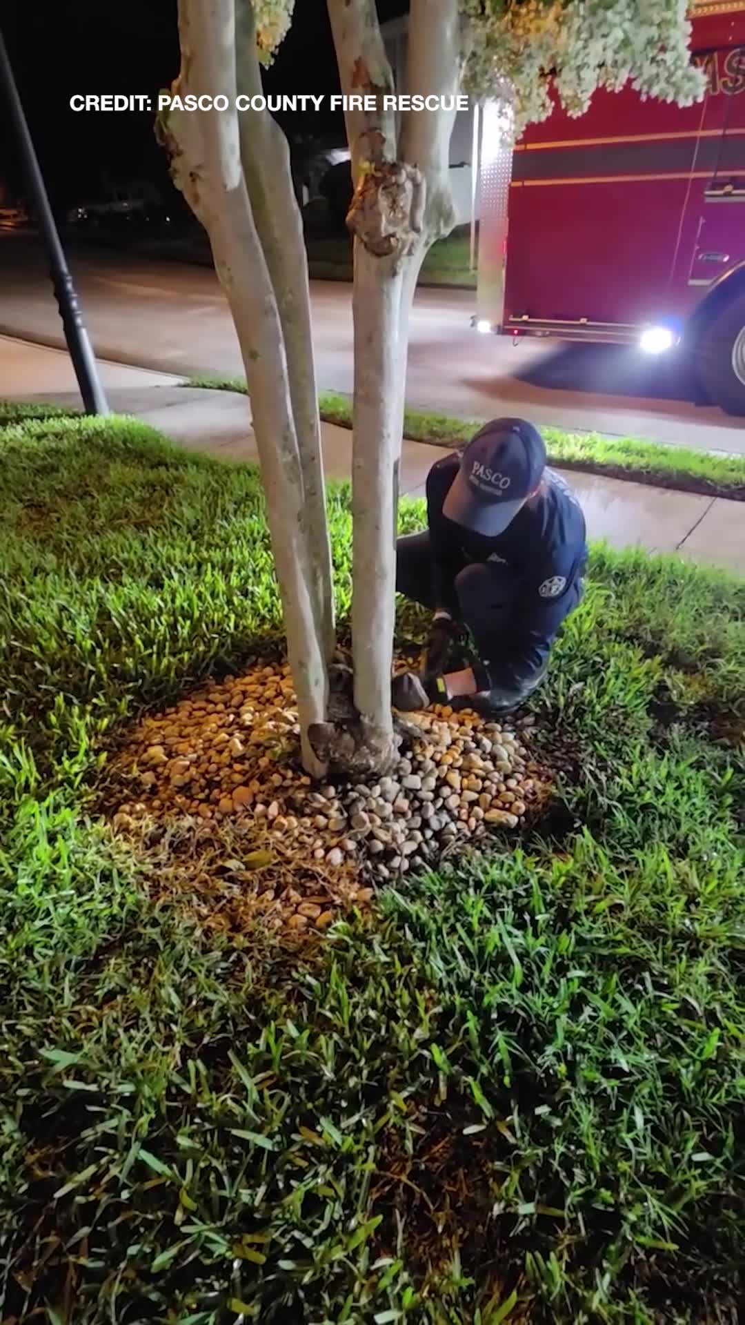'Unbelievable': Pasco firefighter rescues owl stuck in middle of tree
