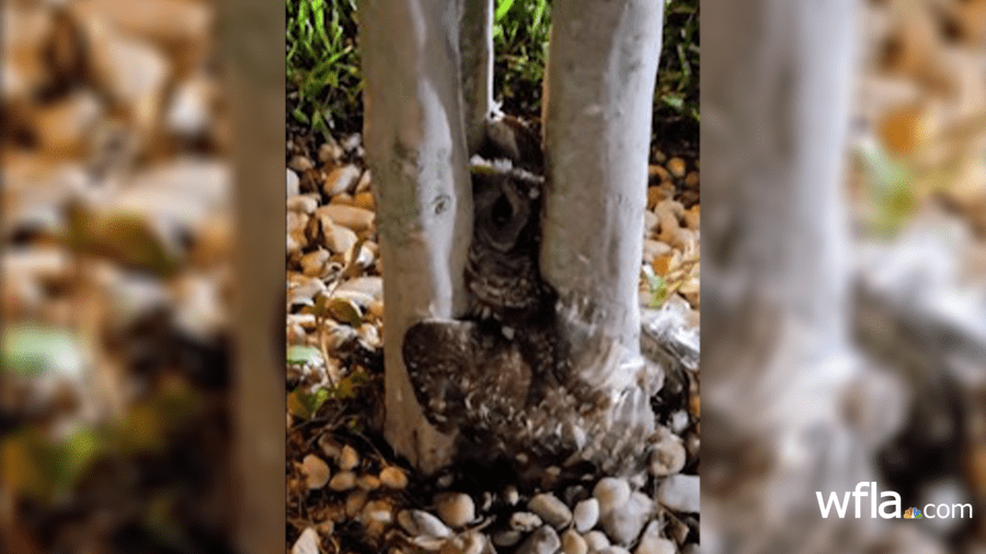 'Unbelievable': Pasco firefighter rescues owl stuck in middle of tree