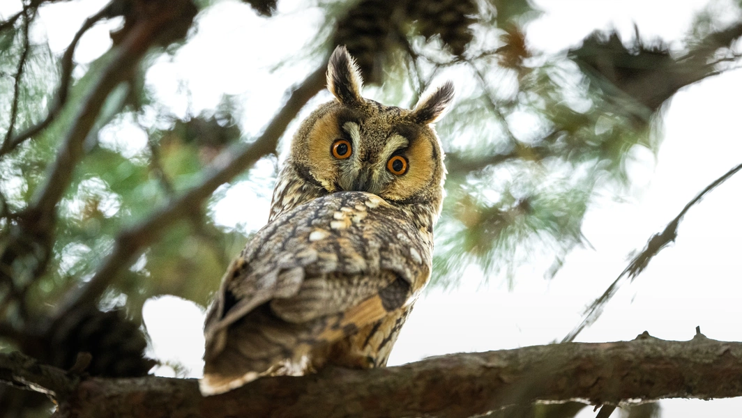 How to welcome owls into your backyard life