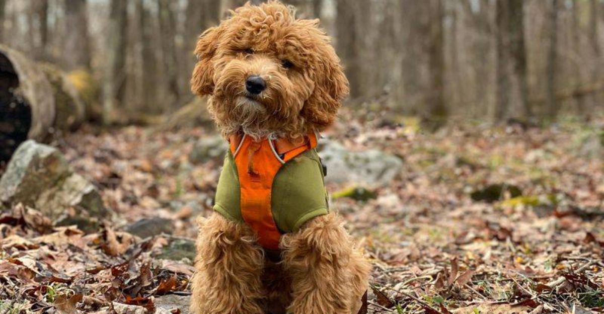 10 dogs that are better choices for people sensitive to dog smell