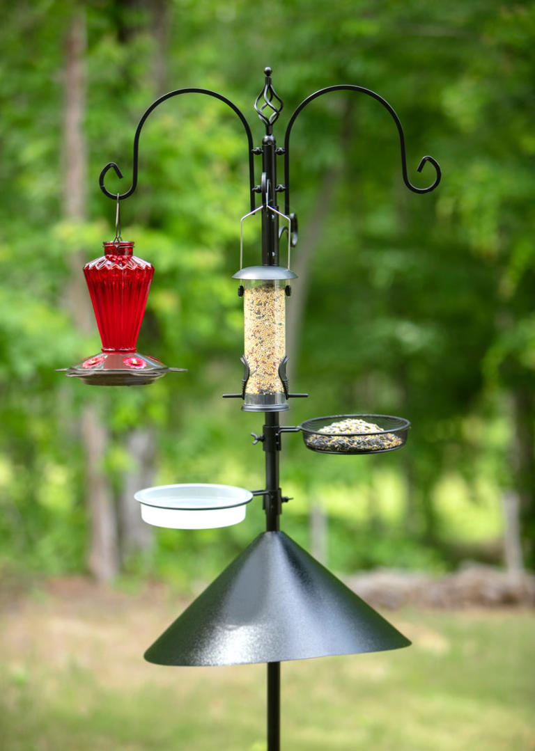 Bird experts say this common bird feeder mistake is inviting squirrels