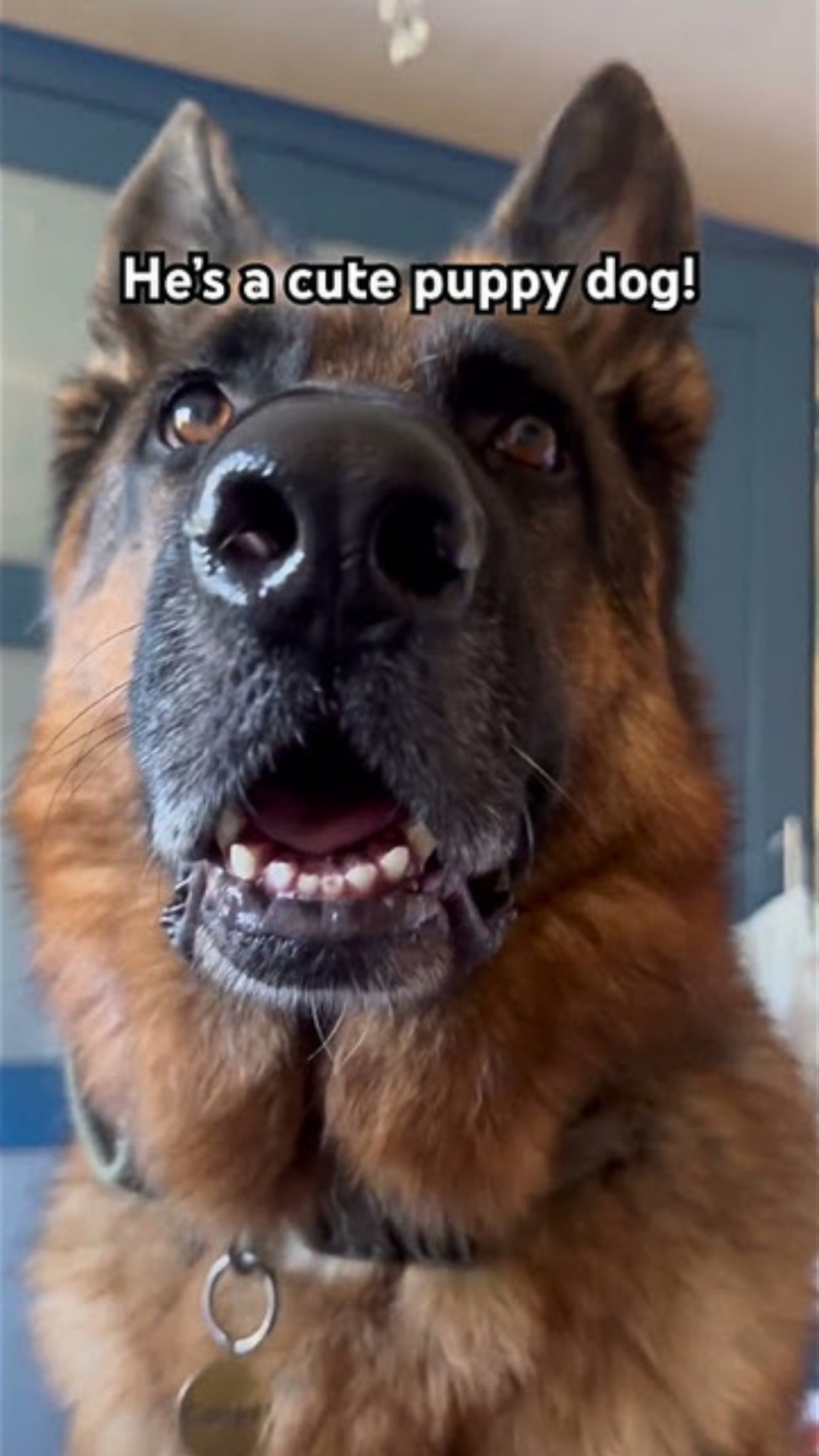 Always my puppy German shepherd