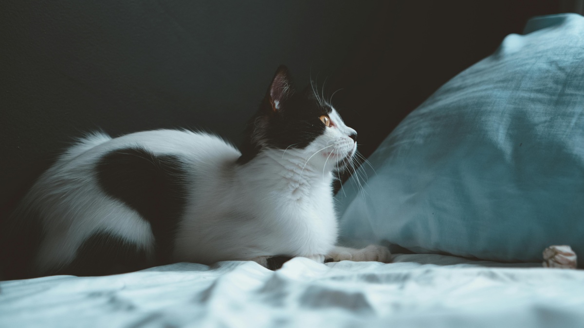 Feline slumber: Decoding the sleeping habits that reveal a special bond ...