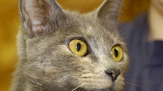 Stray cat brings kittens to caregiver before rescue
