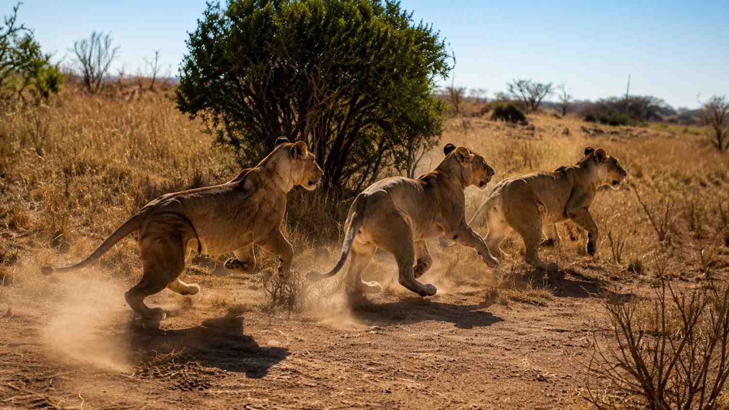 Meet the pride behind a lion legacy