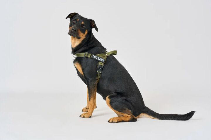 Tired of your dog constantly pulling? A smarter harness exists