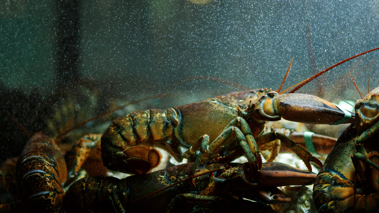 14 seafood restaurant red flags that you should never ignore