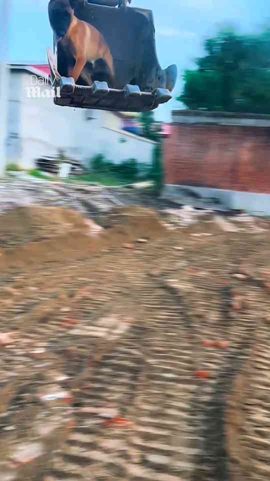 Dog turns excavator bucket into his own amusement park ride