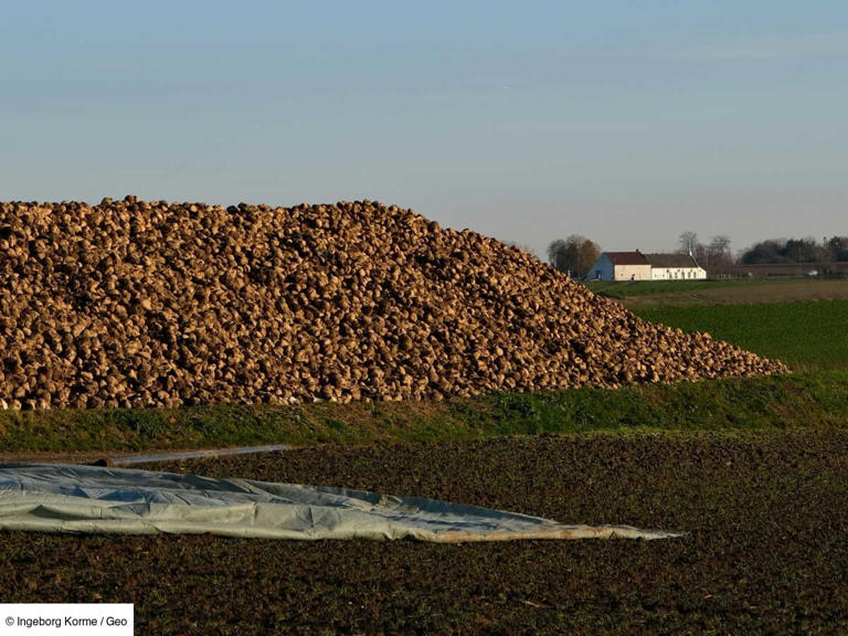Belgique : le royaume de la frite est en pleine crise de la pomme de terre