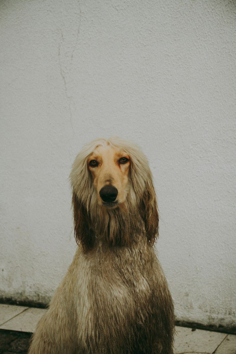 13 dramatic-looking dog breeds that make stormy weather look natural