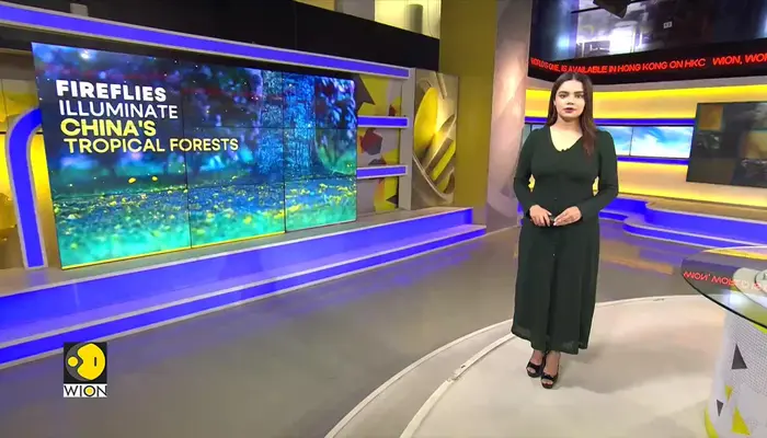 China’s Yunnan forest: Thousands of fireflies light up the forest