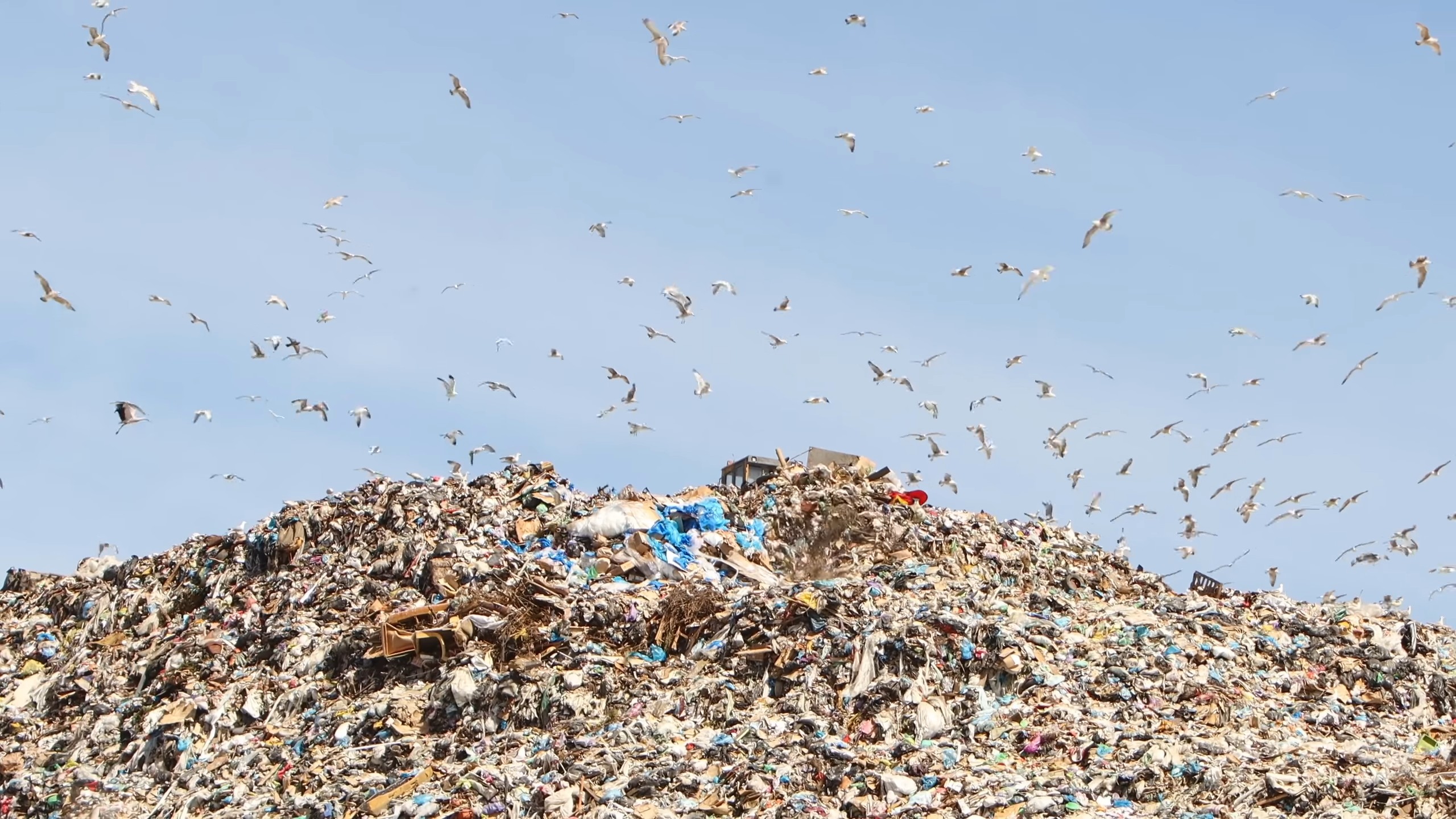 A 50-year rubbish dump was sealed shut - then 500 adders moved in