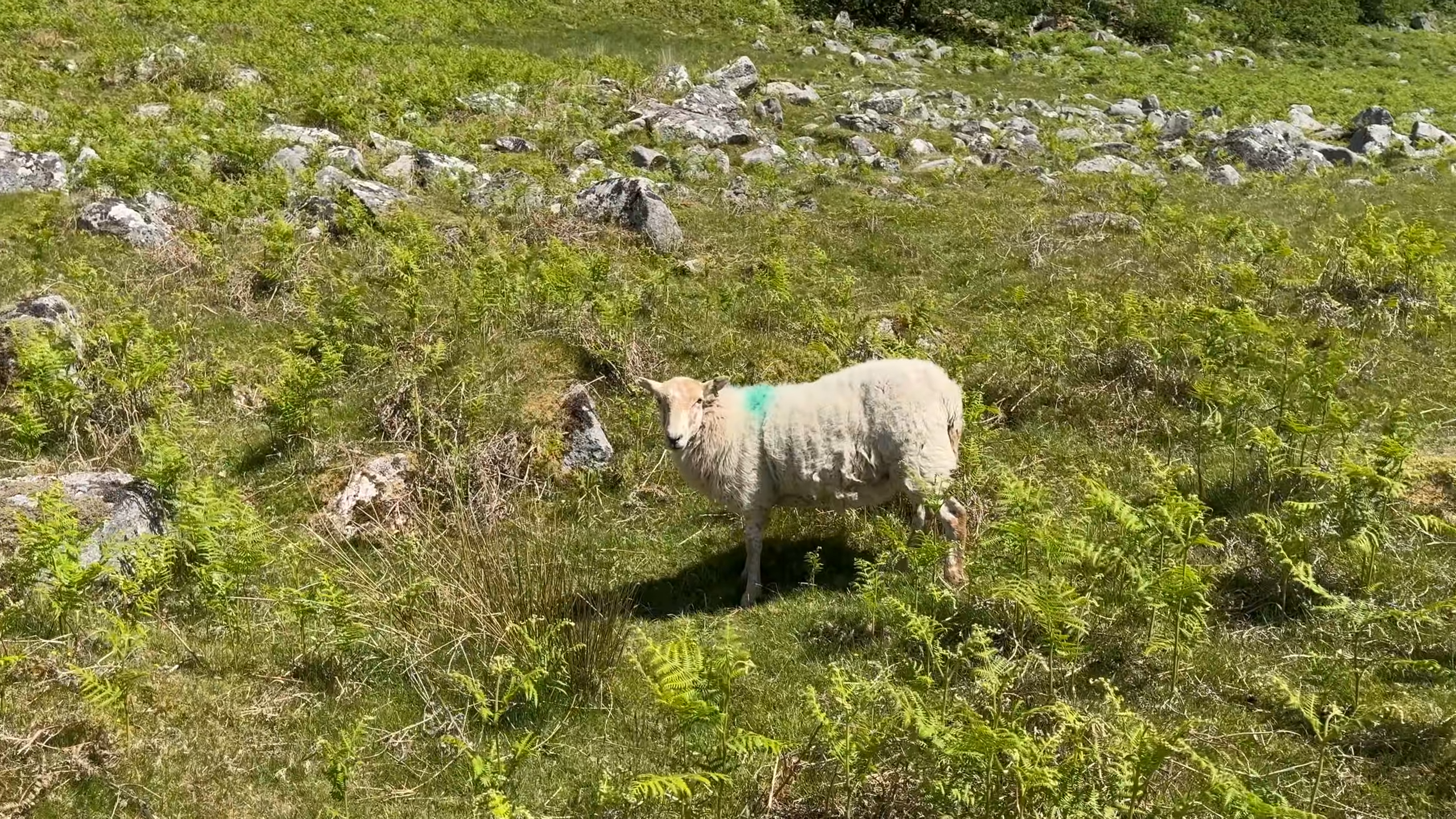 Watch sheep enter a rare rainforest - then the baby trees vanish