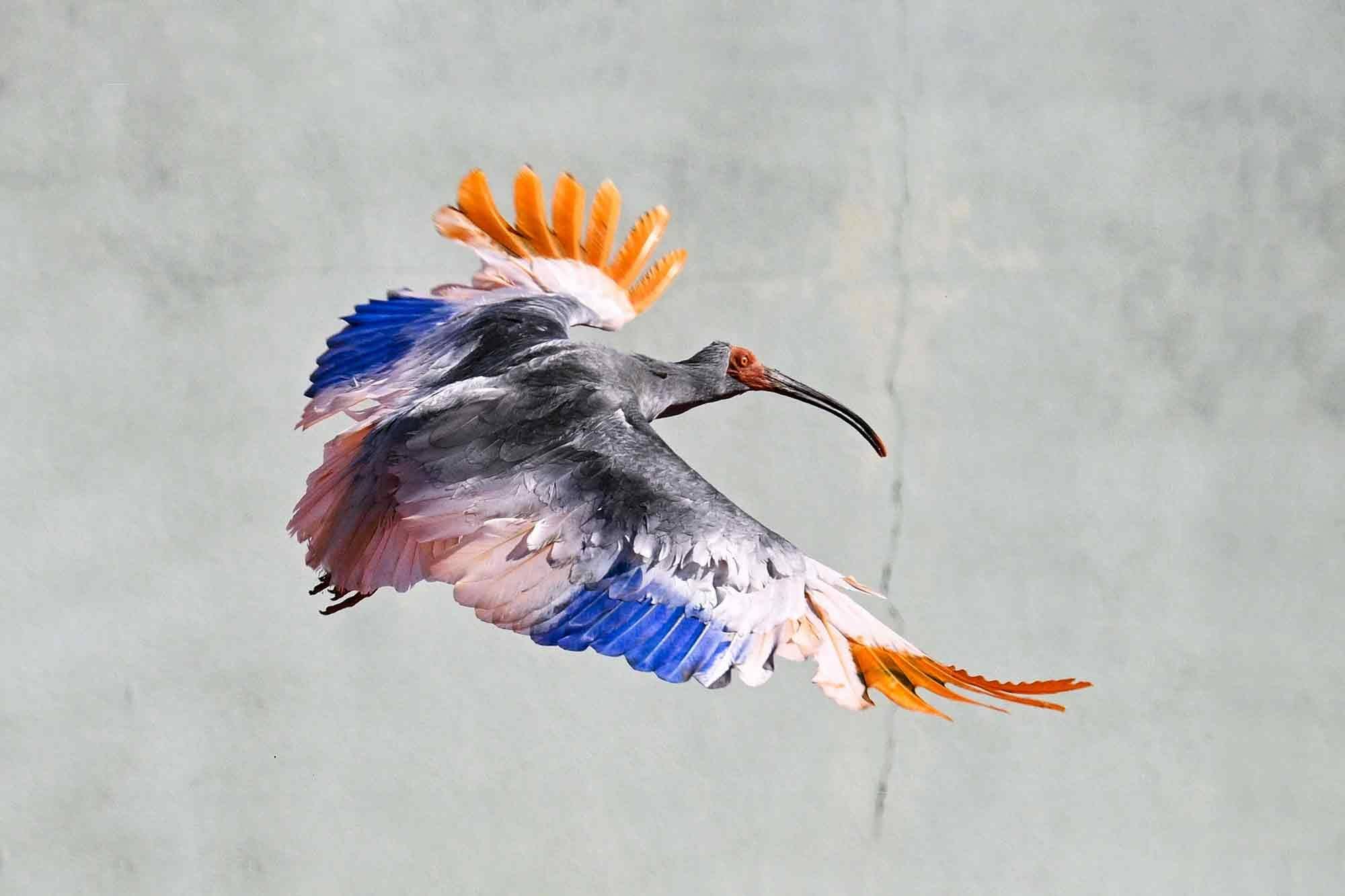 8 crested ibises released in Hakui City decades after becoming extinct ...
