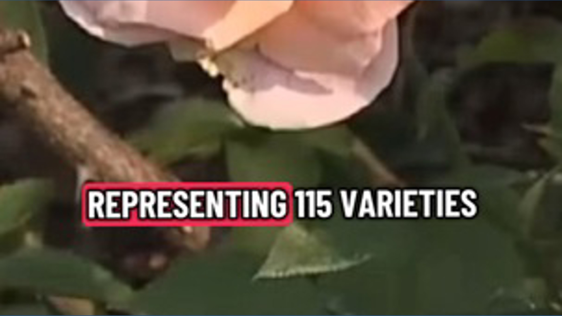 Hershey Gardens Rose Month Deal