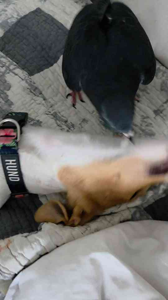 Heartwarming bond between pigeon and dogs