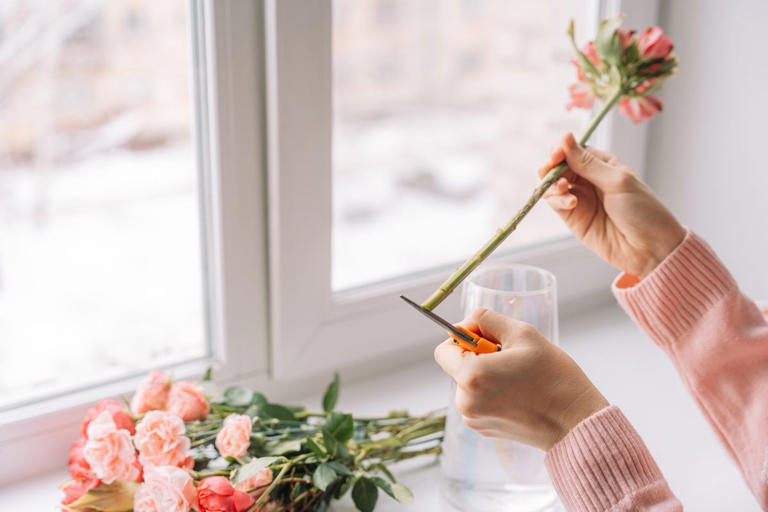 This 15-second trick makes carnations bloom bigger and fluffier