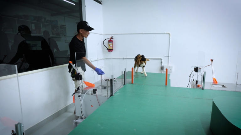 Bengaluru start-up uses dogs and AI to detect cancer