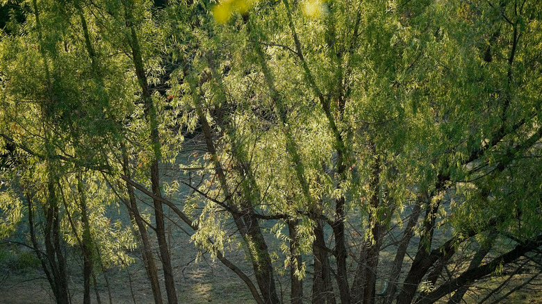 9 fast-growing trees that will make your yard a pollinator haven