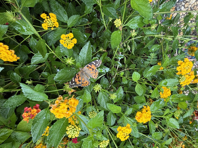 Summer means music in the gardens for fans of flowers, music