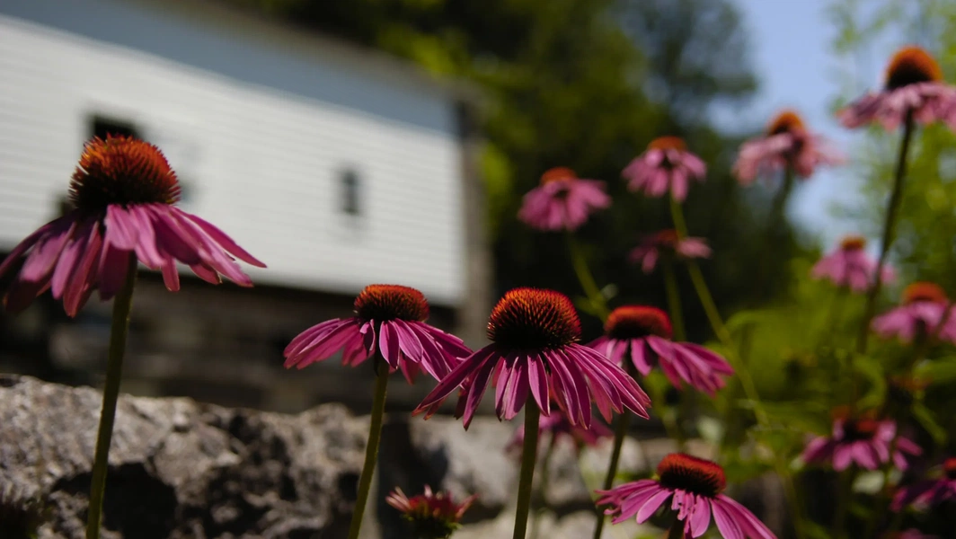 8 hardy plants for low-maintenance gardens