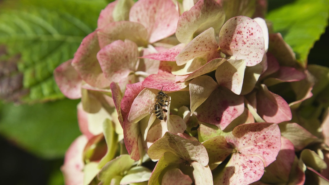 12 hydrangea varieties for every garden style