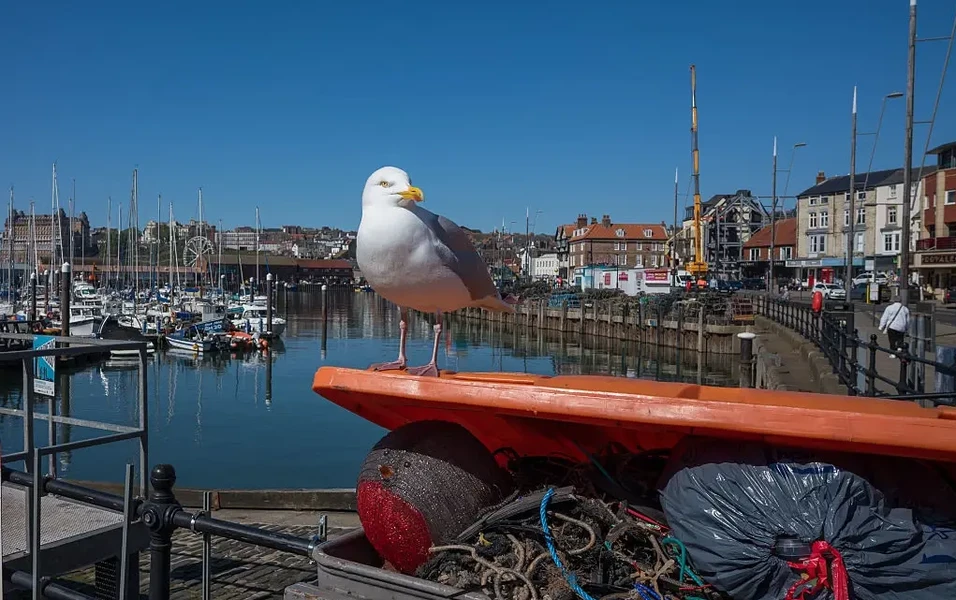 North Yorkshire outlines long-term urban gull strategy