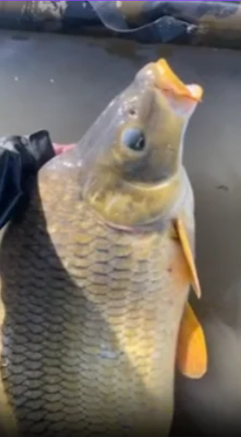 Viral fishing highlights that every angler must see