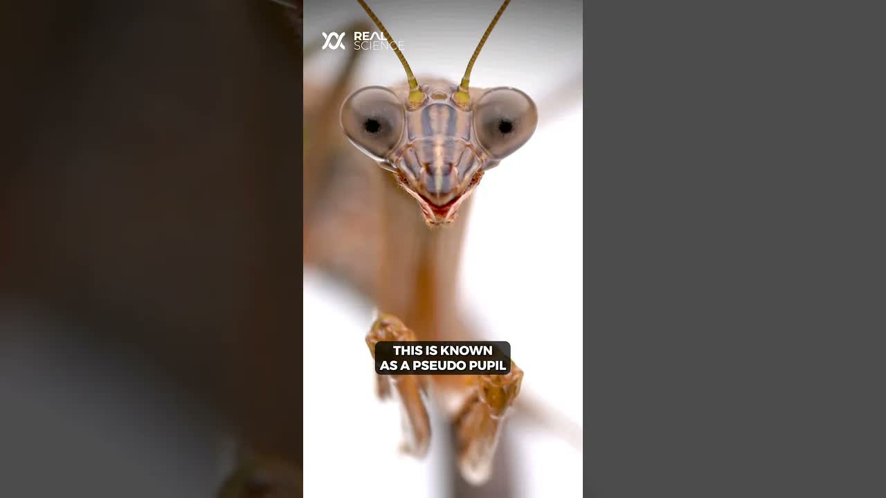 Why a praying mantis always seems to stare at you