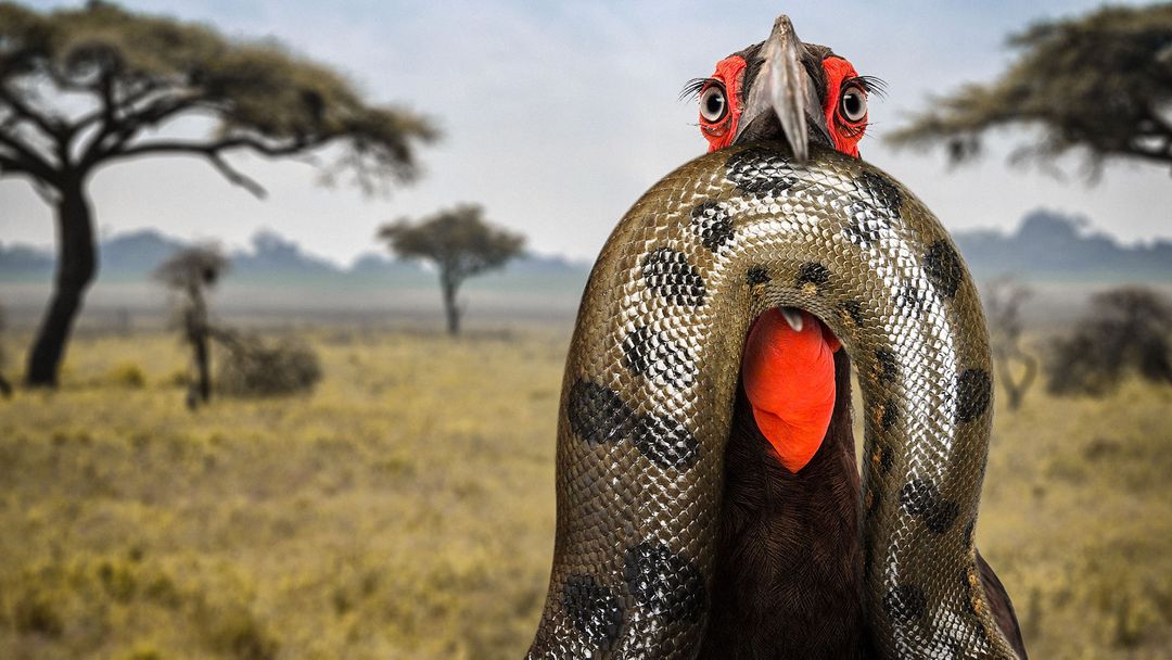 This bird feasts on snakes