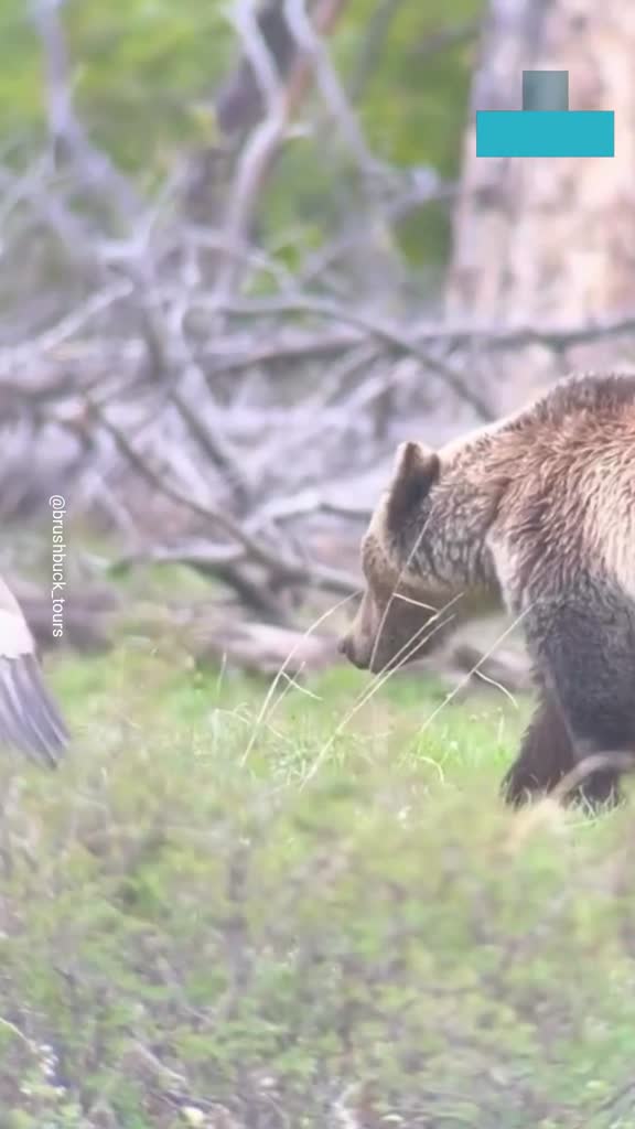 Crane sends bear running in Yellowstone
