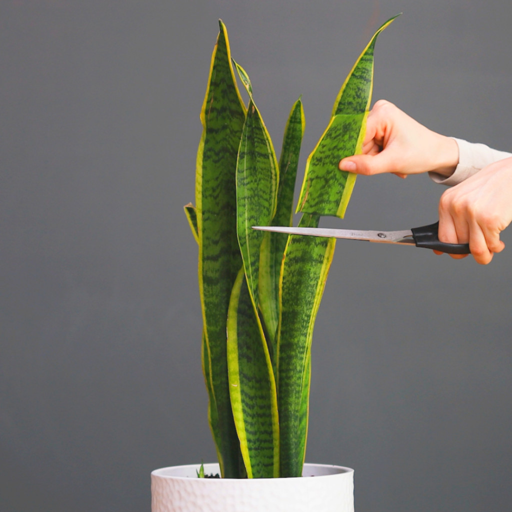 How to root a snake plant with leaf cuttings!🍃